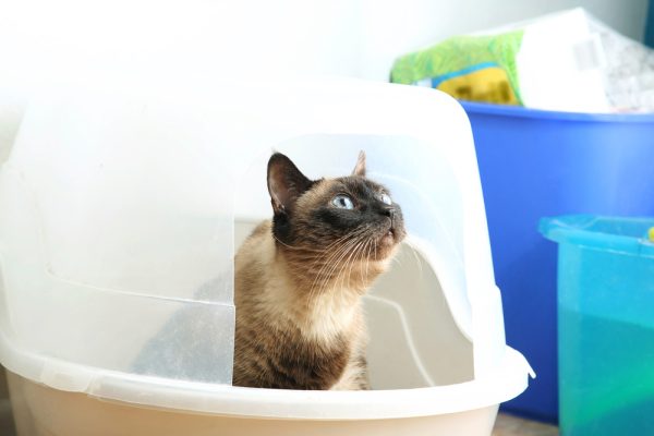 Is Your Cat a Vertical Pee-er? What to Do & How to Help (Vet-Reviewed ...