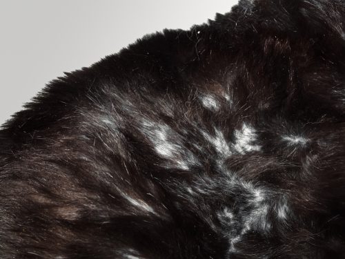 Why Is My Cat’s Fur Matted on His Back? 10 Vet-Reviewed Reasons - Catster