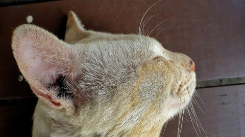 Yeast Infection in Cats (Malassezia Dermatitis): Our Vet Discusses ...