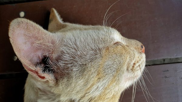 Yeast Infection in Cats (Malassezia Dermatitis): Our Vet Discusses ...
