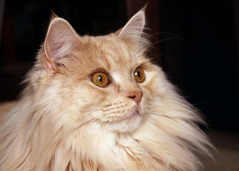 20 Long Haired Cat Breeds: Info, Pictures & Facts - Catster