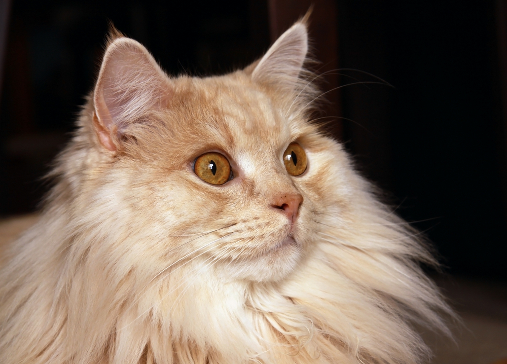 20 Long Haired Cat Breeds: Info, Pictures & Facts - Catster