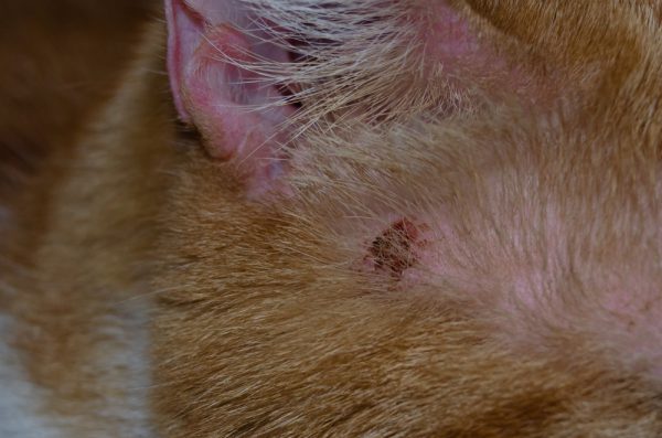 Skin Ulcers in Cats: Our Vet Explains the Causes, Treatment & FAQ - Catster