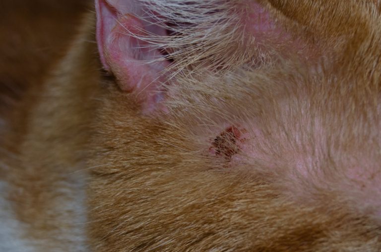 Skin Ulcers in Cats: Our Vet Explains the Causes, Treatment & FAQ - Catster