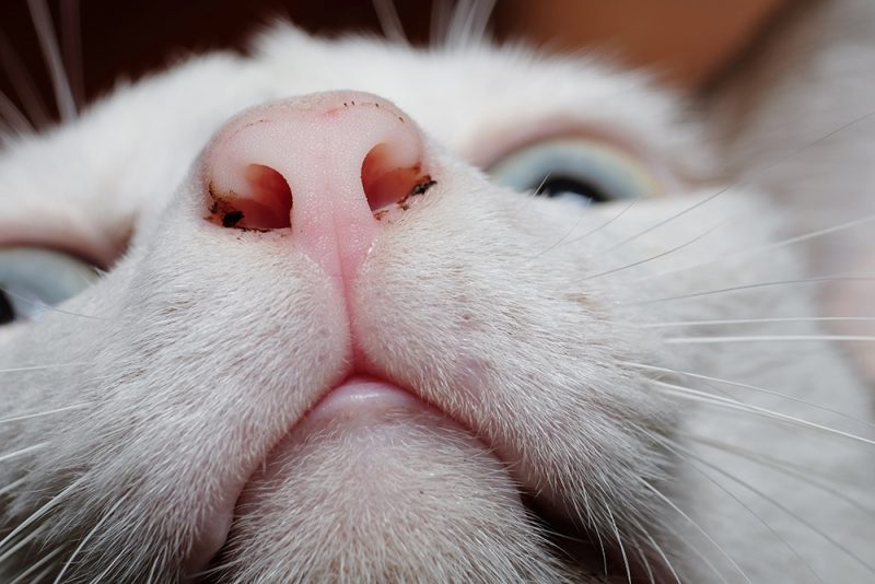 Why Does My Cat Have Black Boogers? Vet-Reviewed Causes & When to Worry ...