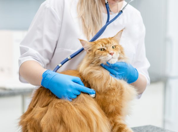 11 Vet-Approved Cat Heart Facts: How Feline Hearts Compare to Ours ...