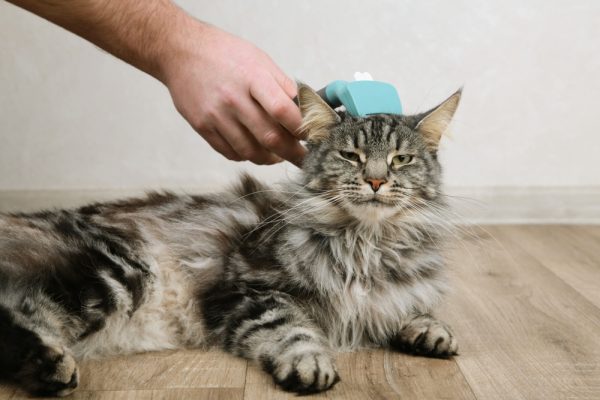 Why Is My Cat’s Fur Matted on His Back? 10 Vet-Reviewed Reasons - Catster