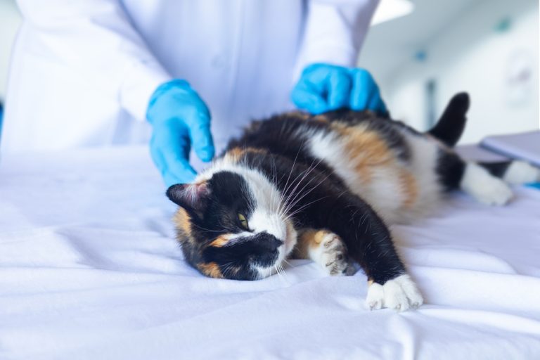Stomach Cancer in Cats: Our Vet Explains the Causes, Signs & Care - Catster