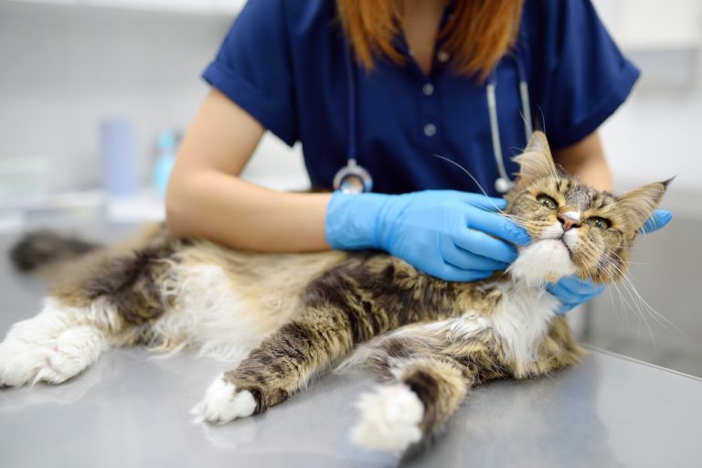 How to Tell If Your Cat Has Internal Bleeding: Our Vet Explains the ...
