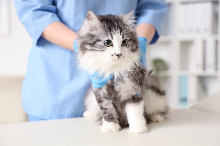 Hemolytic Anemia in Cats: Our Vet Explains the Causes, Treatment & FAQs ...