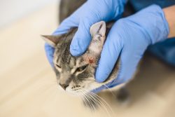 Skin Tags on Cats: Vet-Reviewed Causes, Care, & FAQ - Catster