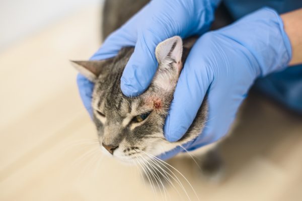 Skin Ulcers in Cats: Our Vet Explains the Causes, Treatment & FAQ - Catster