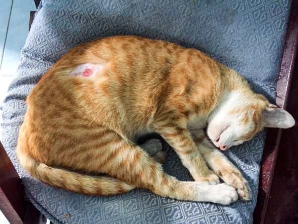 Skin Ulcers in Cats: Our Vet Explains the Causes, Treatment & FAQ - Catster
