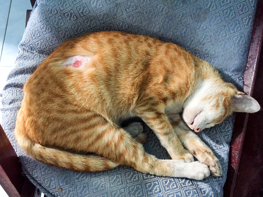 Skin Ulcers in Cats: Our Vet Explains the Causes, Treatment & FAQ - Catster