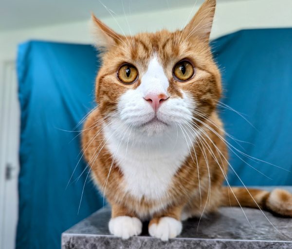 Alex - What Long Whiskers You Have! - Catster