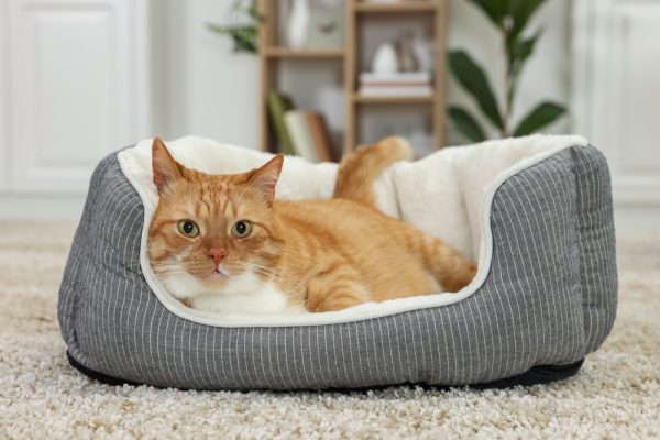 9 Best Cat Beds in 2025 - Reviews & Top Picks - Catster