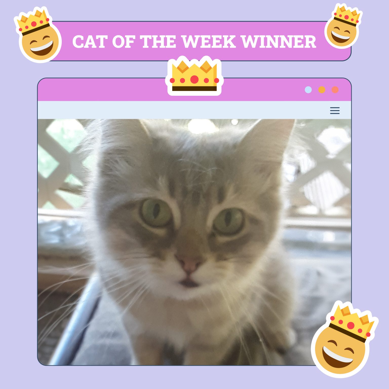 Catster Photo Contest: Cats of the Week Winners (October 25, 2024 ...