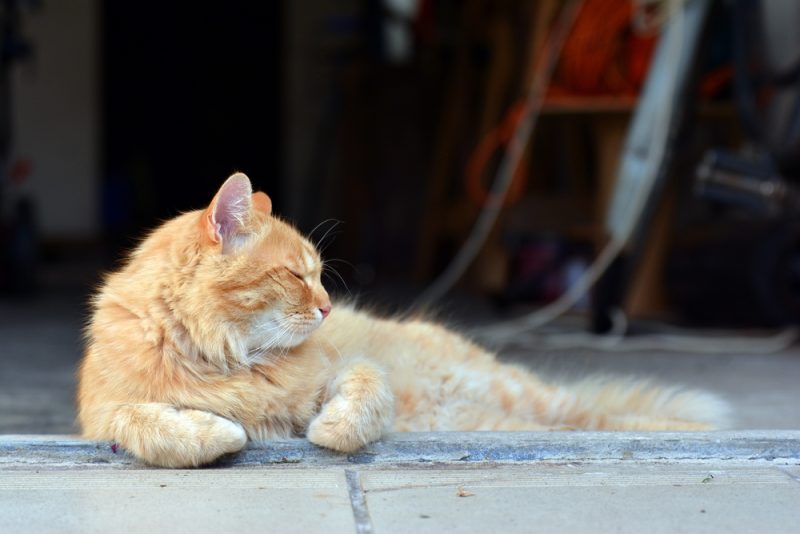 Where Do Outdoor Cats Sleep? 7 Places They Like to Curl Up (Vet ...