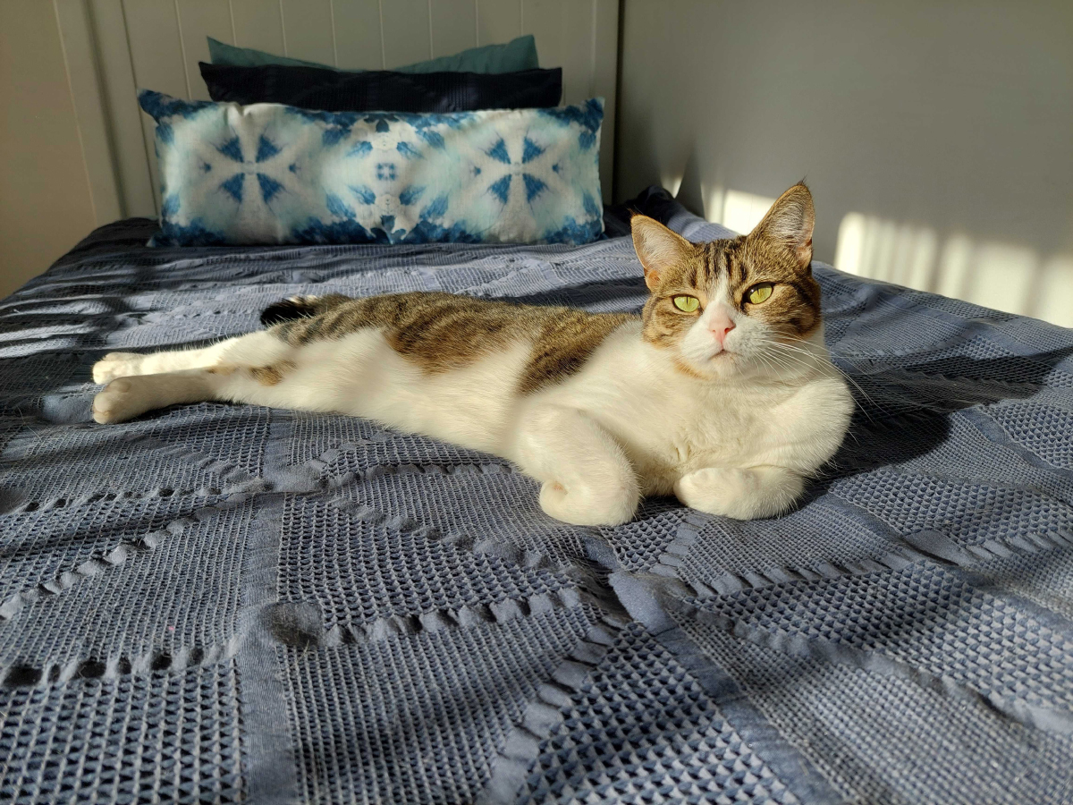 Introducing Milly the Sassy Rescue and Her Owner Isabel - Cat World News