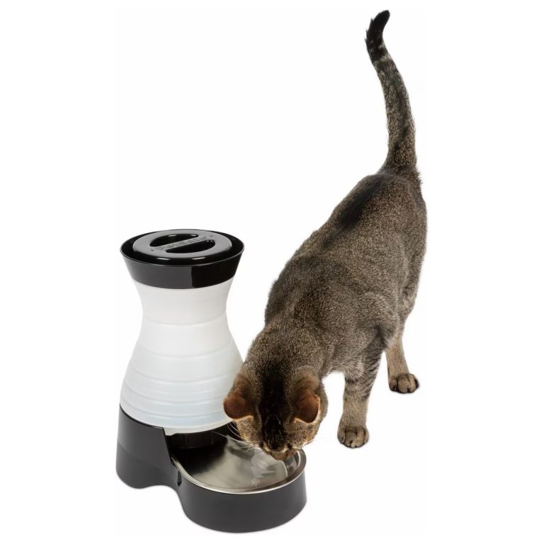 10 Best Cat Bowls in 2026 - Reviews and Top Picks (Vet-Verified) - Catster