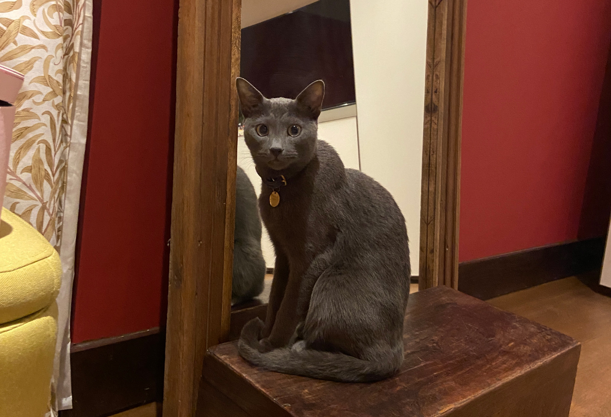 An Introduction to Raphael in Eight Questions (and Answers) - Daily Pets