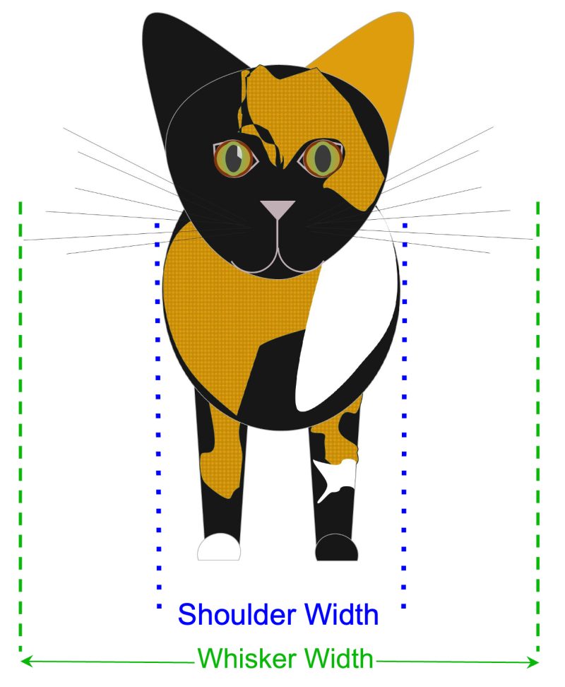 Alex - What Long Whiskers You Have! - Catster