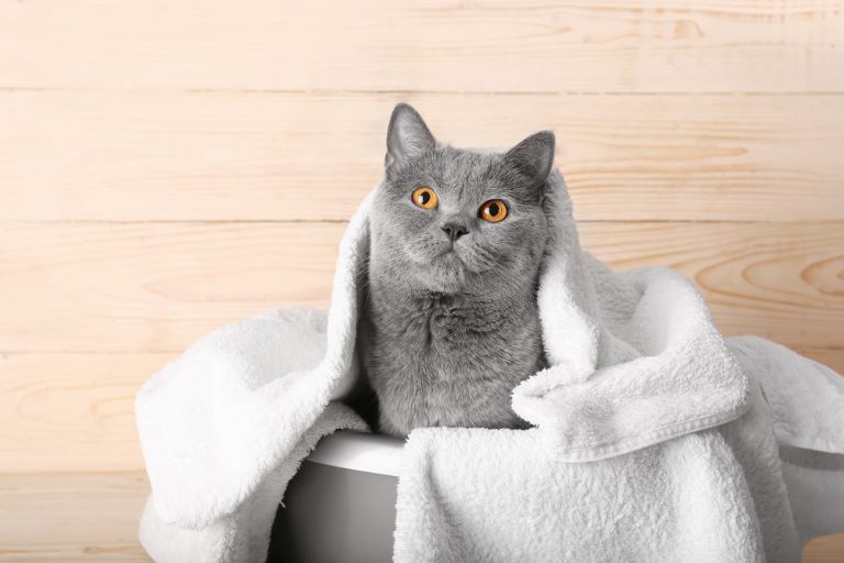How to Give a Cat a Bath (Without Getting Scratched): Expert Tips ...