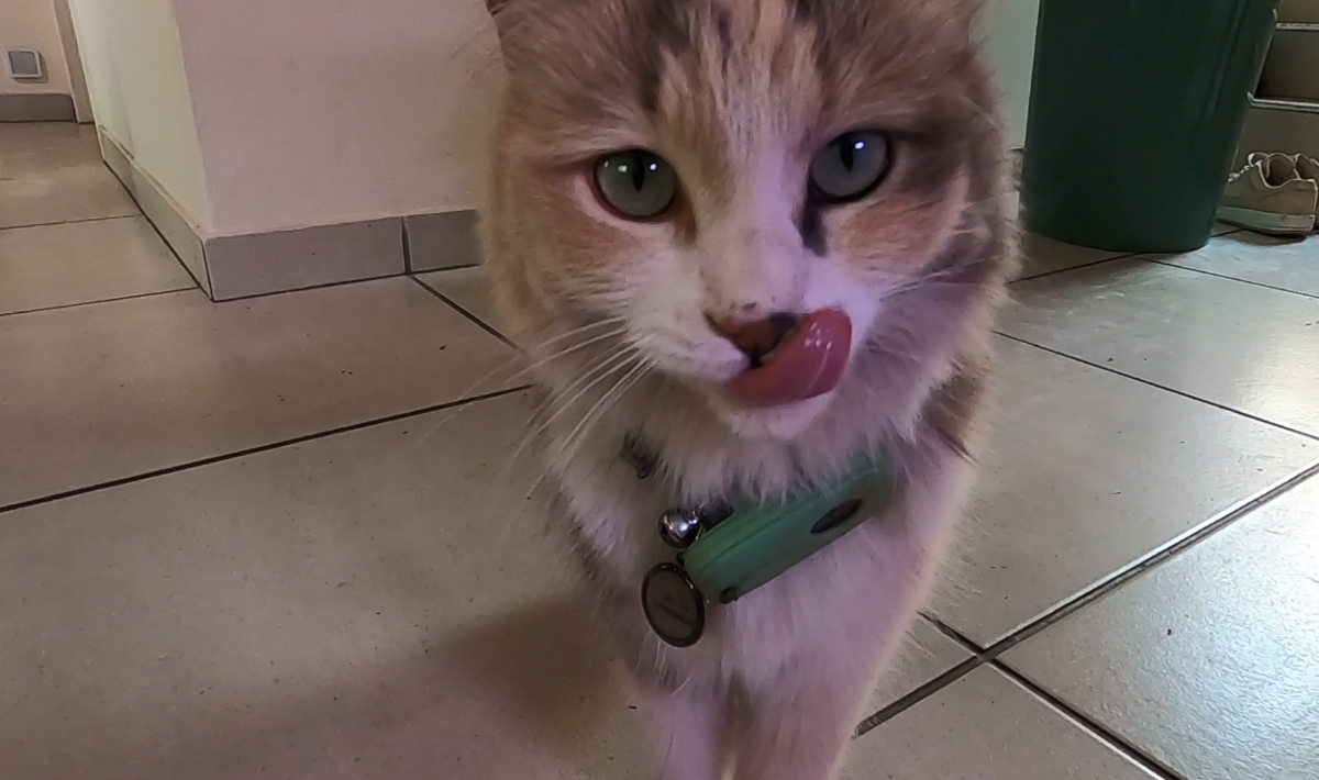 Celebrating the Holidays With Our Cats: The Wednesday Cats of Catster - Catster