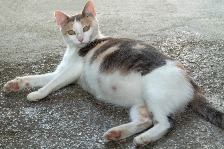 How Long Can a Cat Be in Labor? Vet-Approved Feline Birth Facts - Catster