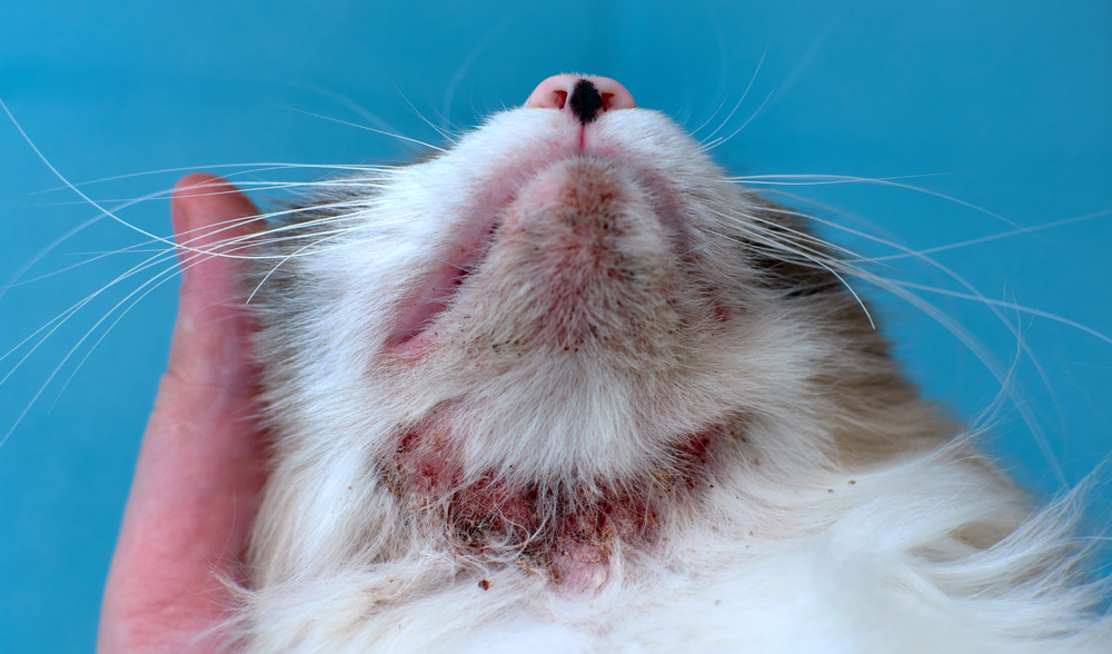 Bald Spots on Cats: 10 Vet-Verified Causes & Treatment Options - Catster