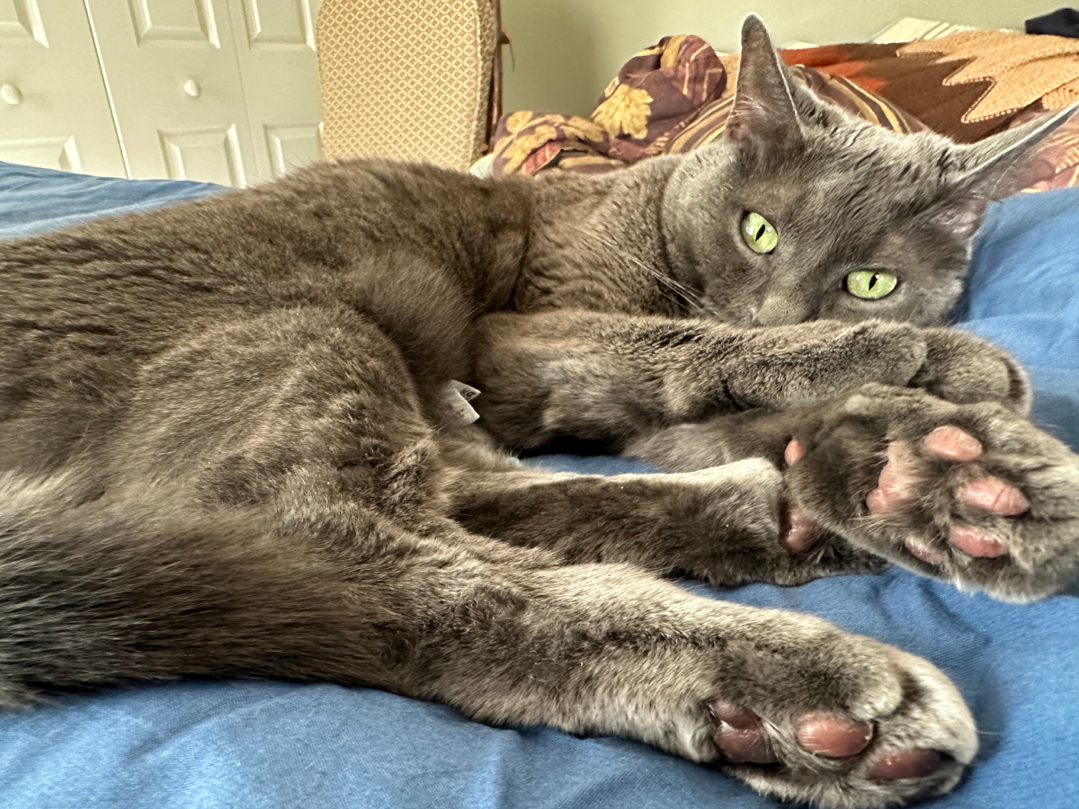 When Toys Put Cats in a Trance: Olga’s Transformation - Catster