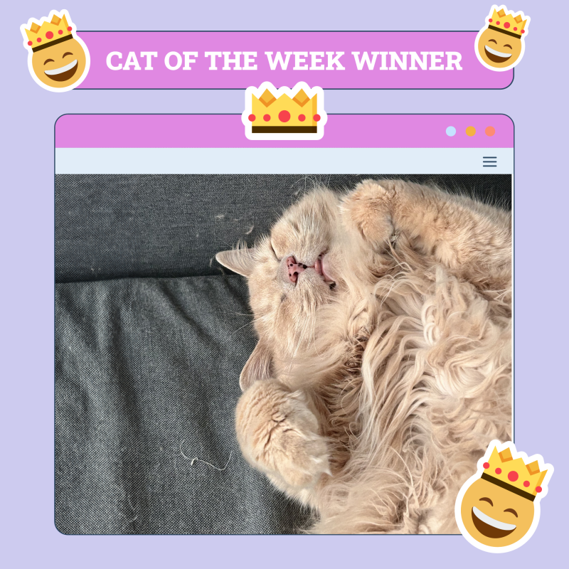 Catster Photo Contest: Cats of the Week Winners (November 14, 2024 ...