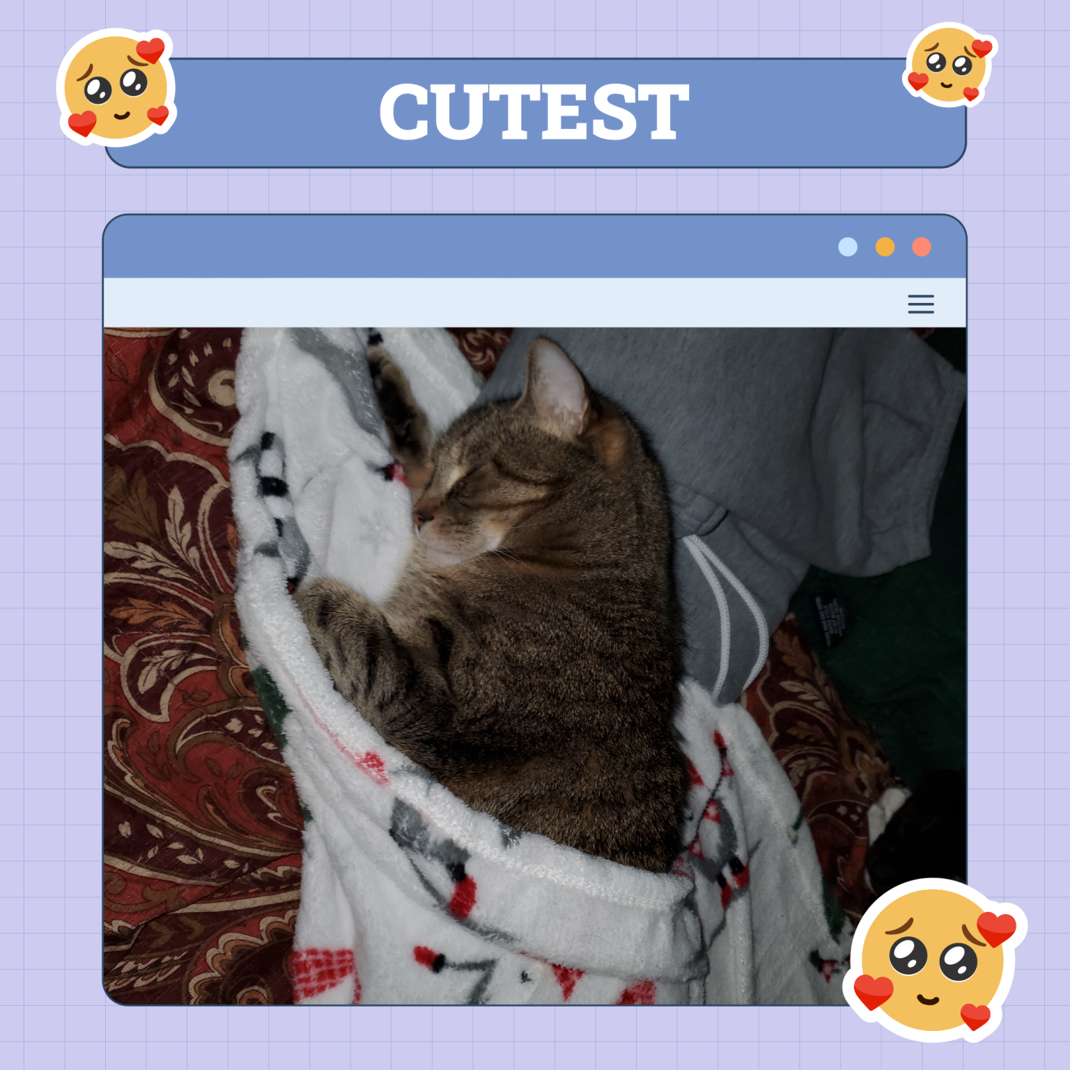 Catster Photo Contest: Cats of the Week Winners (November 21, 2024 ...