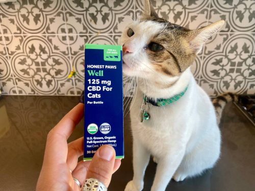 Honest Paws Well CBD Oil Tincture for Cats Review 2026: What Our Tests ...