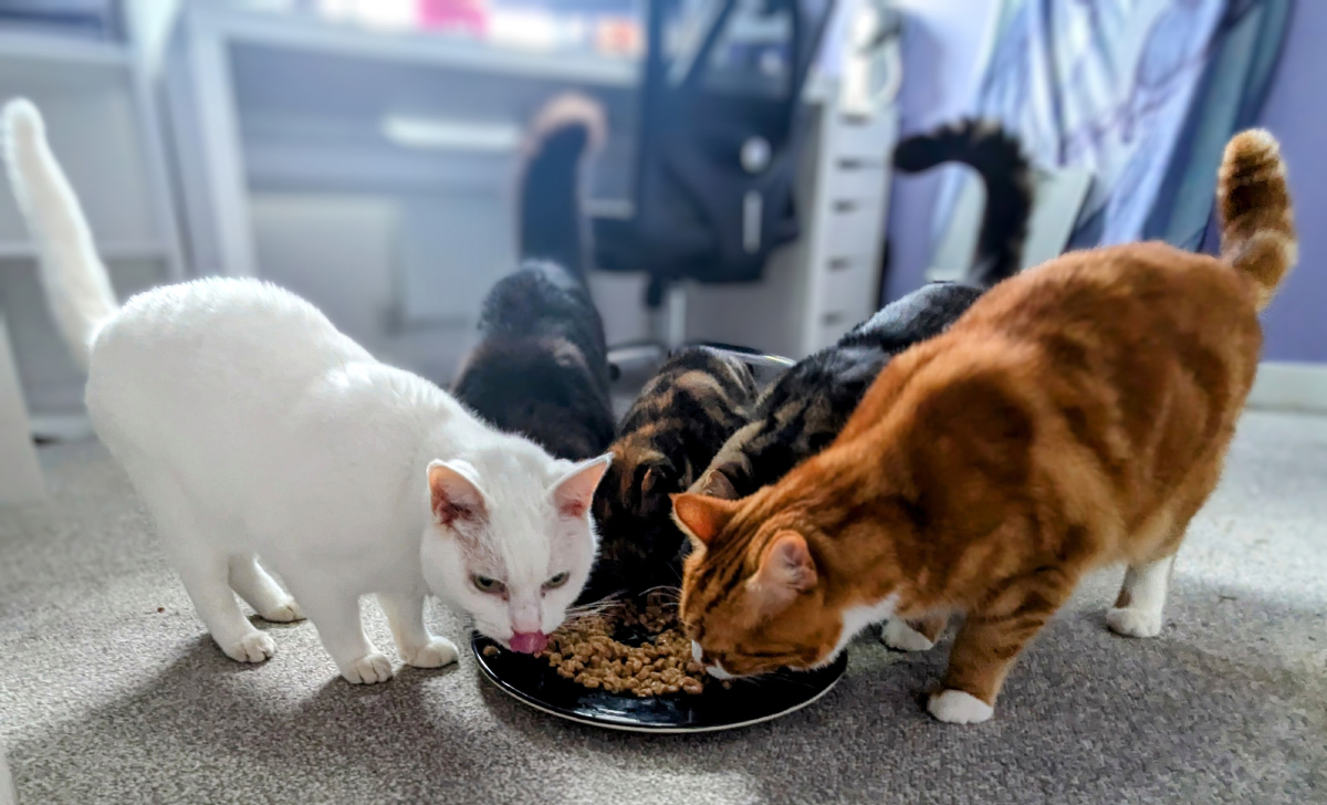 But What About Second Breakfast? When My Cats Think They’re Hobbits ...