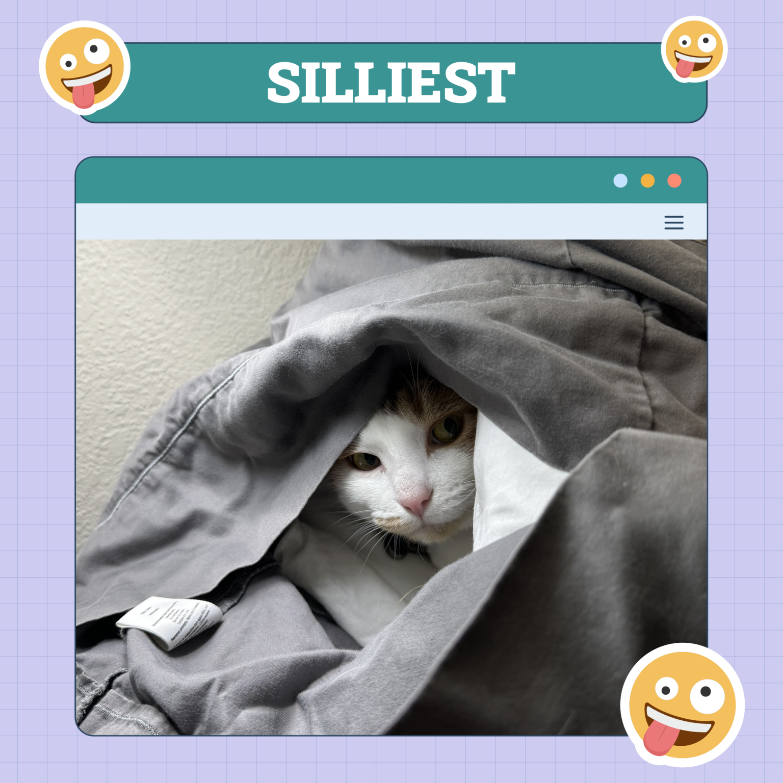 Catster Photo Contest: Cats of the Week Winners (November 21, 2024 ...