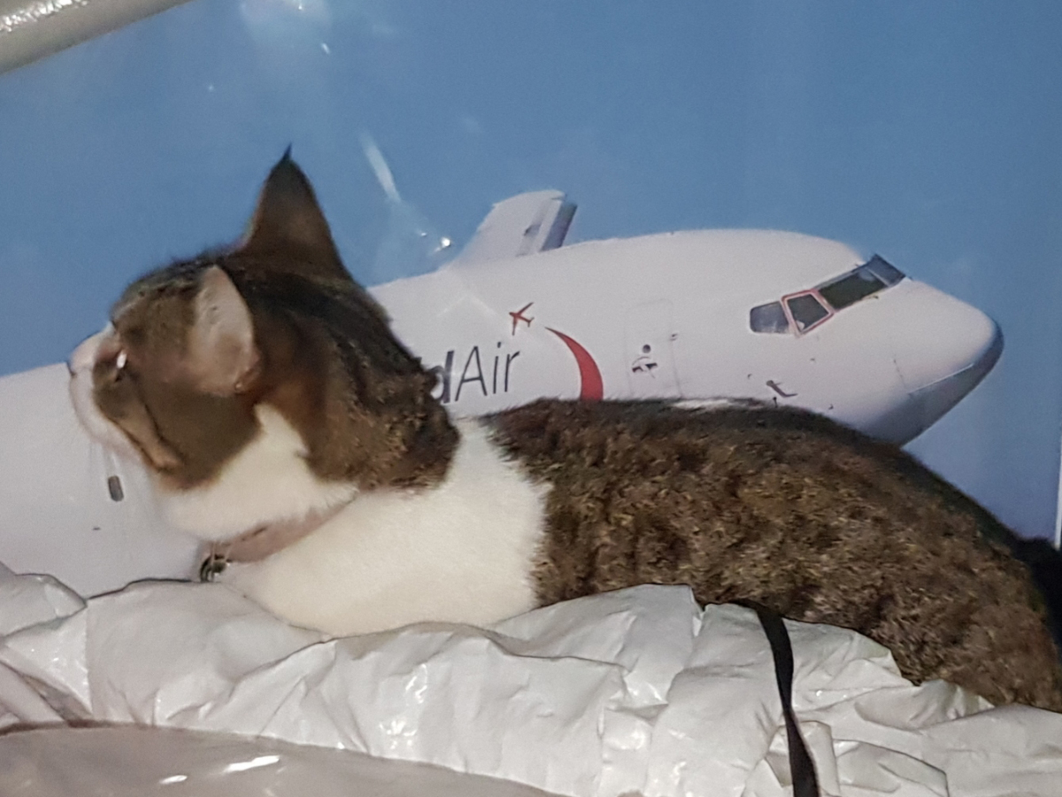 Cats Flying in Cargo: A Nightmare For the Cat & Owner - Catster