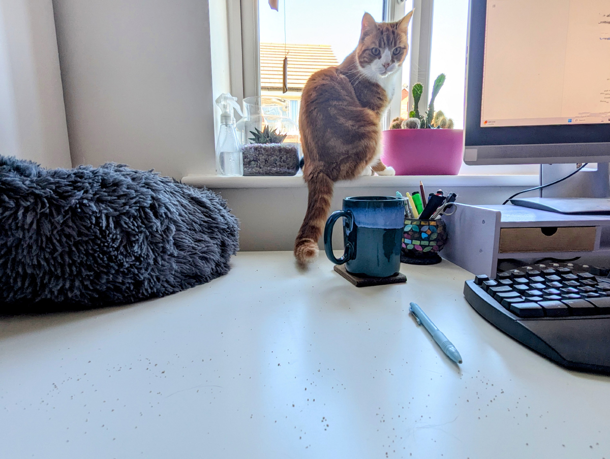 The Joys of Sharing My Office With Cats: Litter in the Keyboard & More ...
