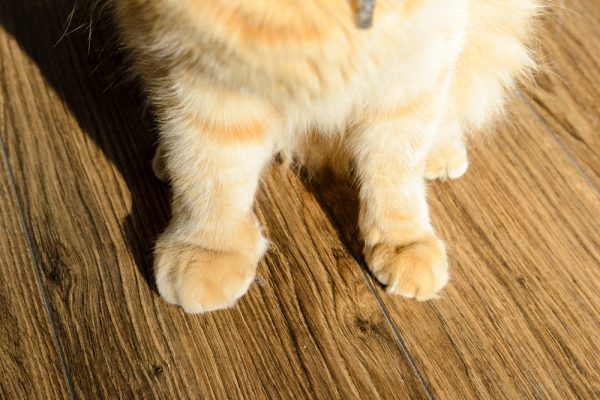 Cat Stung by Bee or Wasp? Our Vet Explains What To Do - Catster