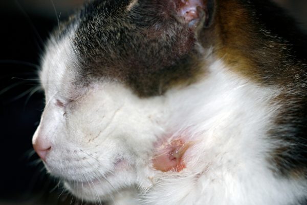 10 Common Cat Skin Problems & How to Handle Them (Vet Answer) - Catster