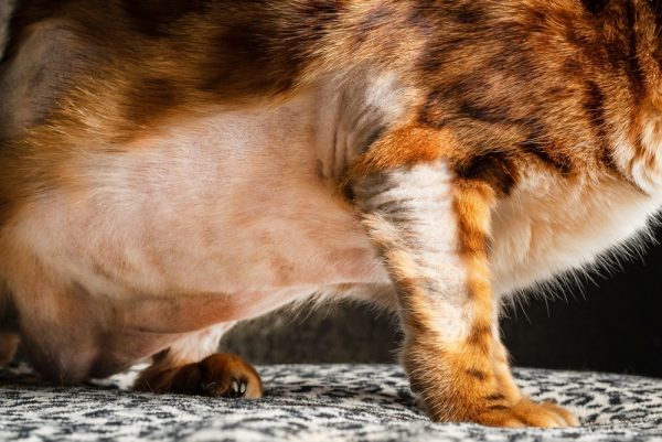 Bald Spots On Cats 10 Vet Approved Causes And Treatment Options Catster