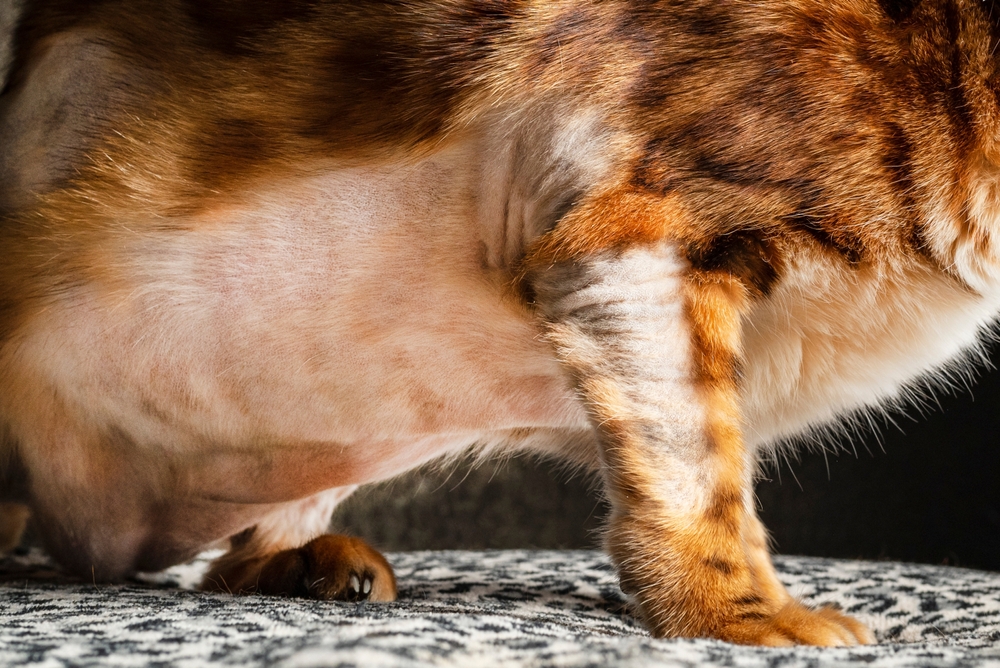 Bald Spots on Cats: 10 Vet-Verified Causes & Treatment Options - Catster