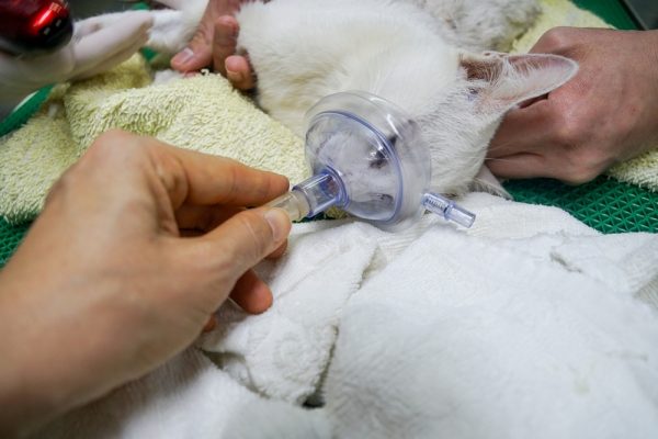 Cat Stung by Bee or Wasp? Our Vet Explains What To Do - Catster