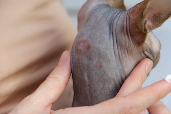 10 Common Cat Skin Problems & How to Handle Them (Vet Answer) - Catster