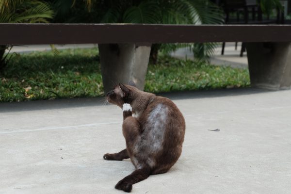 10 Common Cat Skin Problems & How to Handle Them (Vet Answer) - Catster