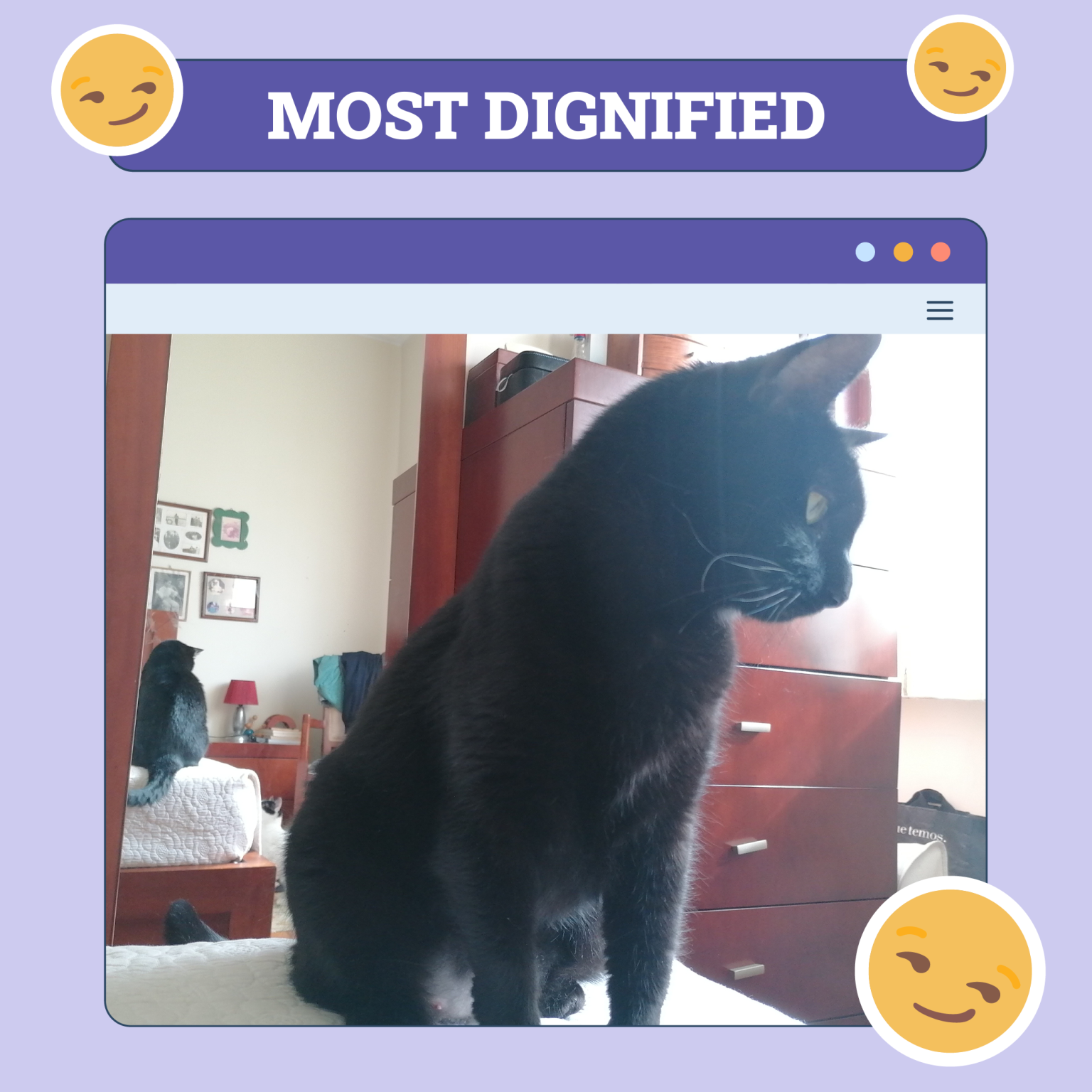 Catster Photo Contest: Cats of the Week Winners (November 21, 2024 ...