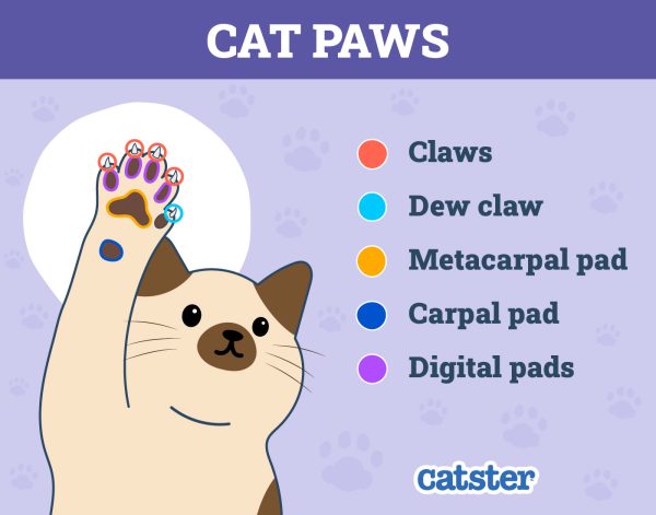 How Many Toes Does A Cat Have? Vet-Verified Facts & Info - Catster