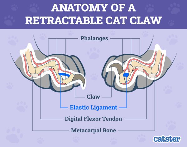 How Do Cat Claws Work? How They Come Out & Retract - Catster