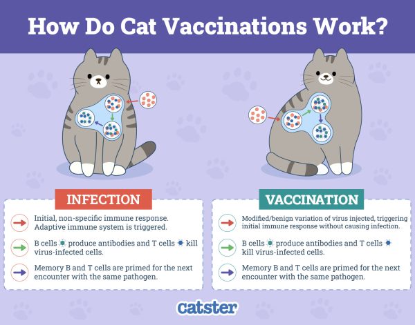 Do I Need to Get My Indoor Cat Vaccinated? Vet Approved Facts & Safety Guide - Catster