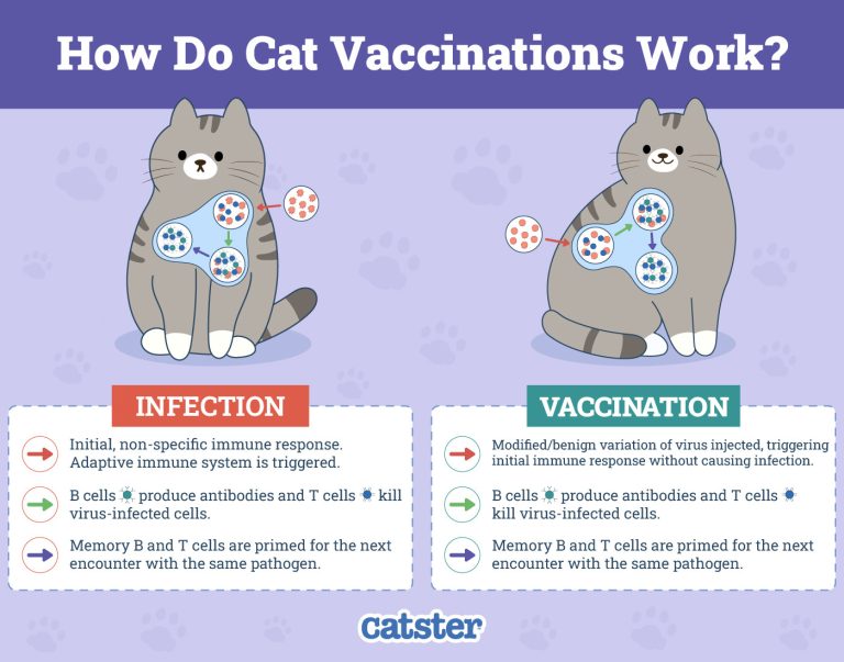 When Does My Cat Need Vaccines? Our Vet Explains the Schedule, Side ...